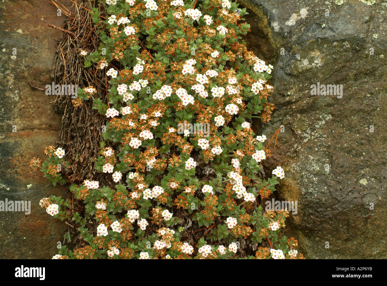 Rock Jasmine (Androsace lanuginosa), Himalayas origin Stock Photo - Alamy