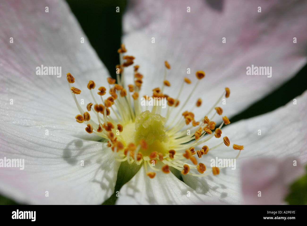 Wild Dog Rose Rosa Canina Flower Showing Stamens Stock Photo - Alamy