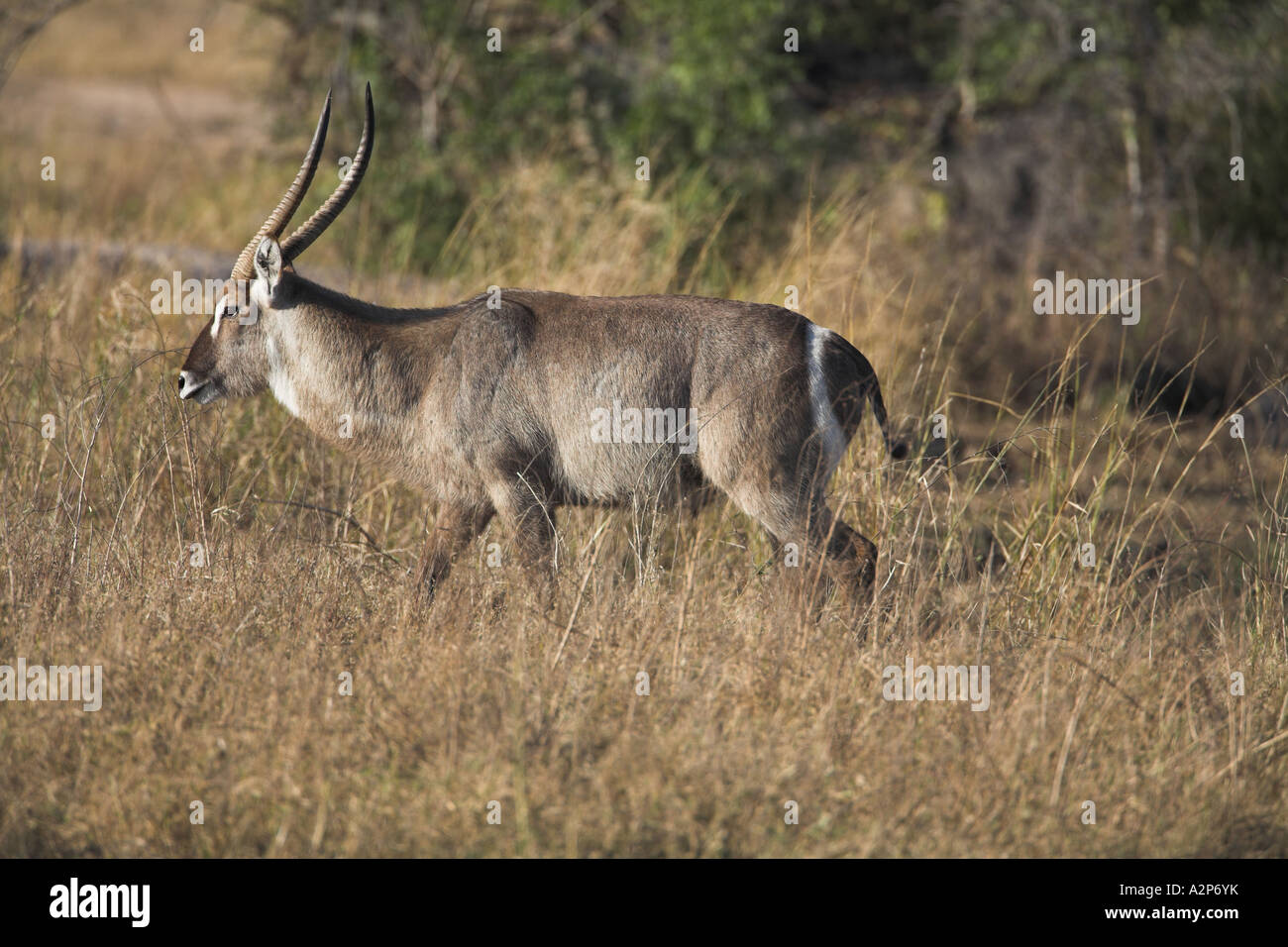South africa african wild animal safari savannas savanna grasslands ...