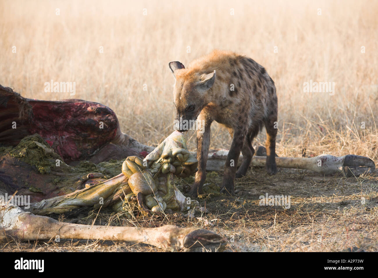 Spotted Hyena (crocuta crocuta) at a kill, South Africa Stock Photo - Alamy
