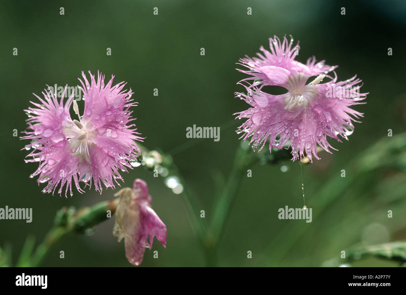 Chinese pink dianthus chinensis hi-res stock photography and images - Alamy
