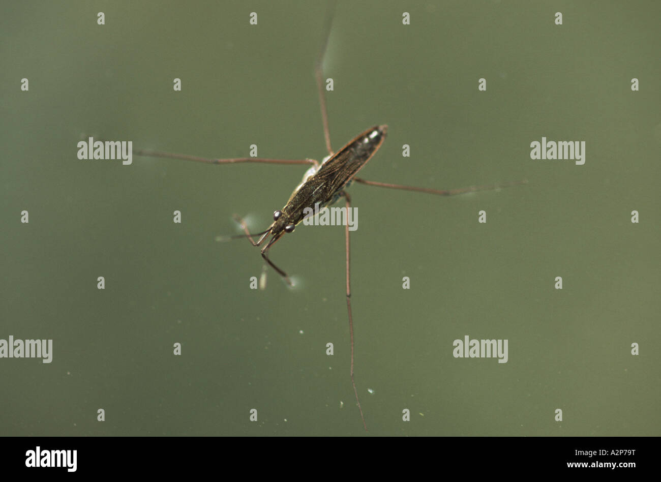 pond skater, water strider, pond skipper (Gerris lacustris), imago on ...