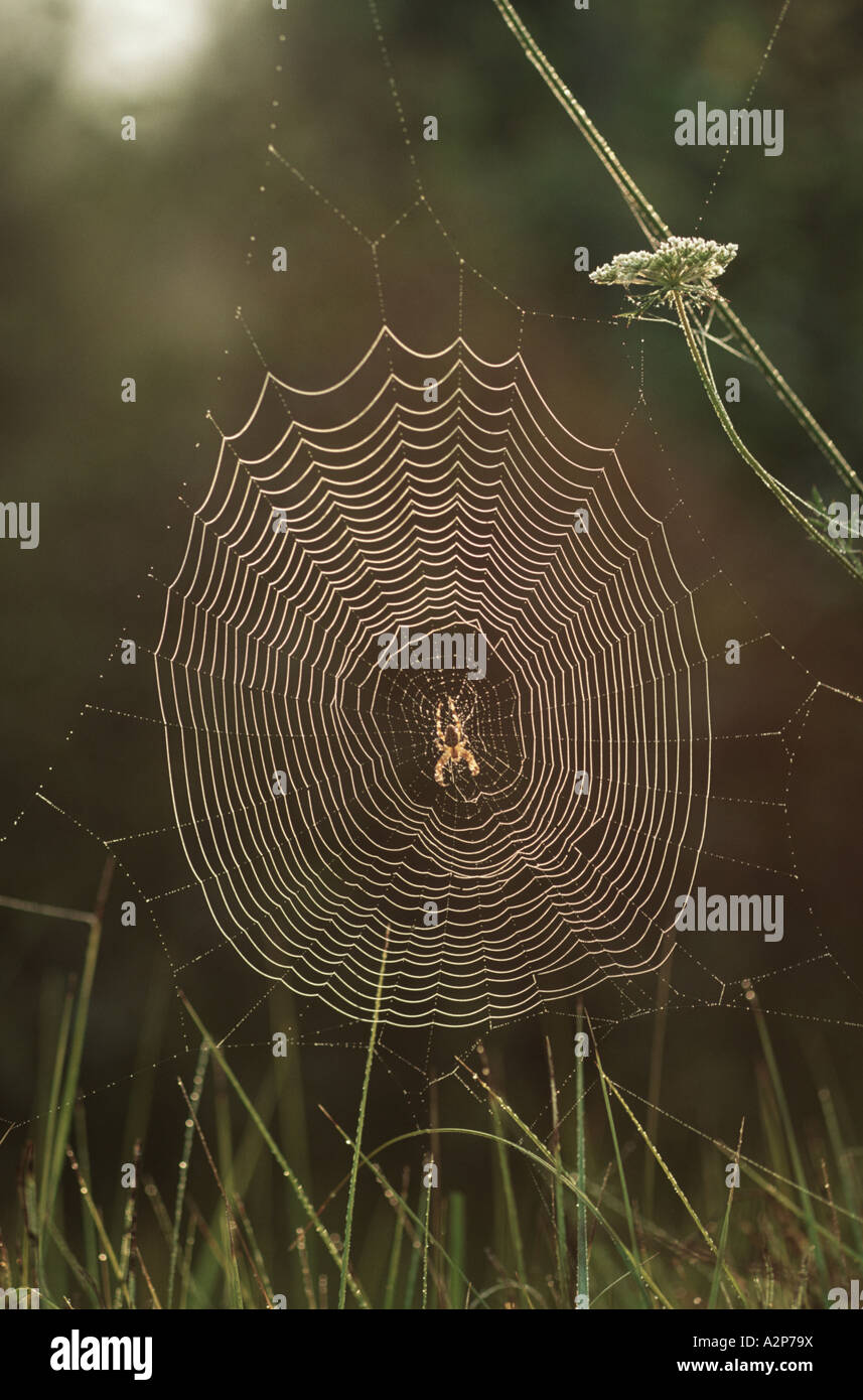 cross orbweaver, European garden spider, cross spider (Araneus ...