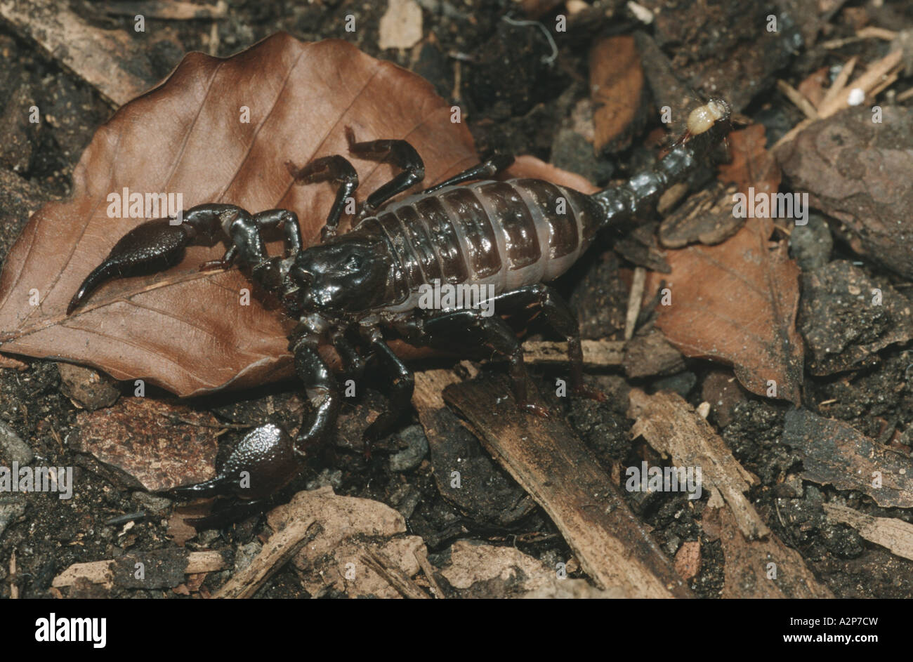 common emperor scorpion (Pandinus imperator), on the ground Stock Photo ...