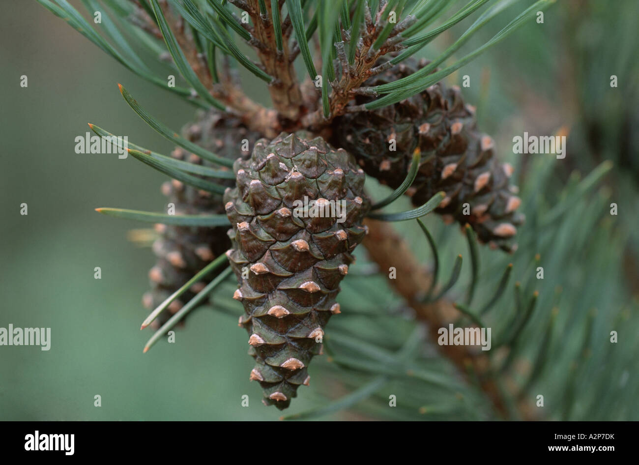 Scotch pine, scots pine (Pinus sylvestris), cones, Germany Stock Photo ...