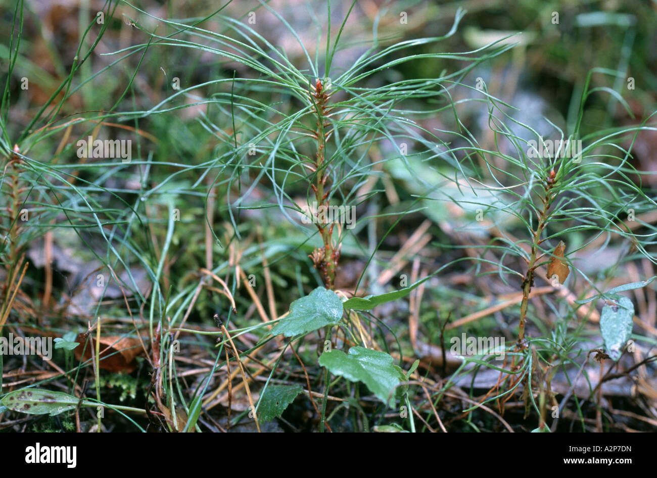 Scotch pine, scots pine (Pinus sylvestris), seedlings, Germany Stock ...