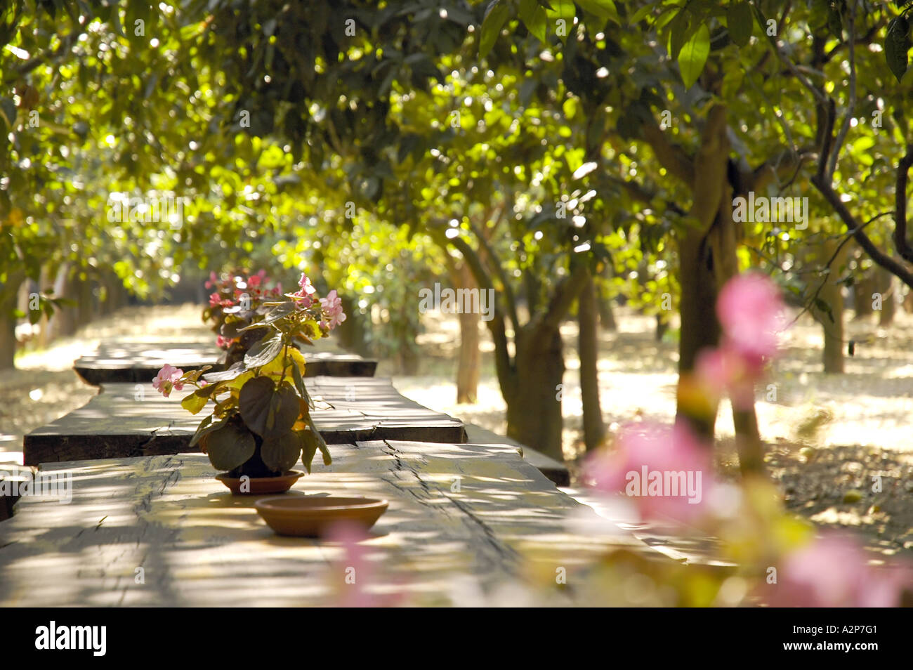 Sorrento and lemon grove hi-res stock photography and images - Alamy