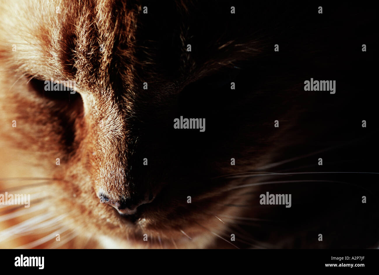 Face cats hi-res stock photography and images - Alamy