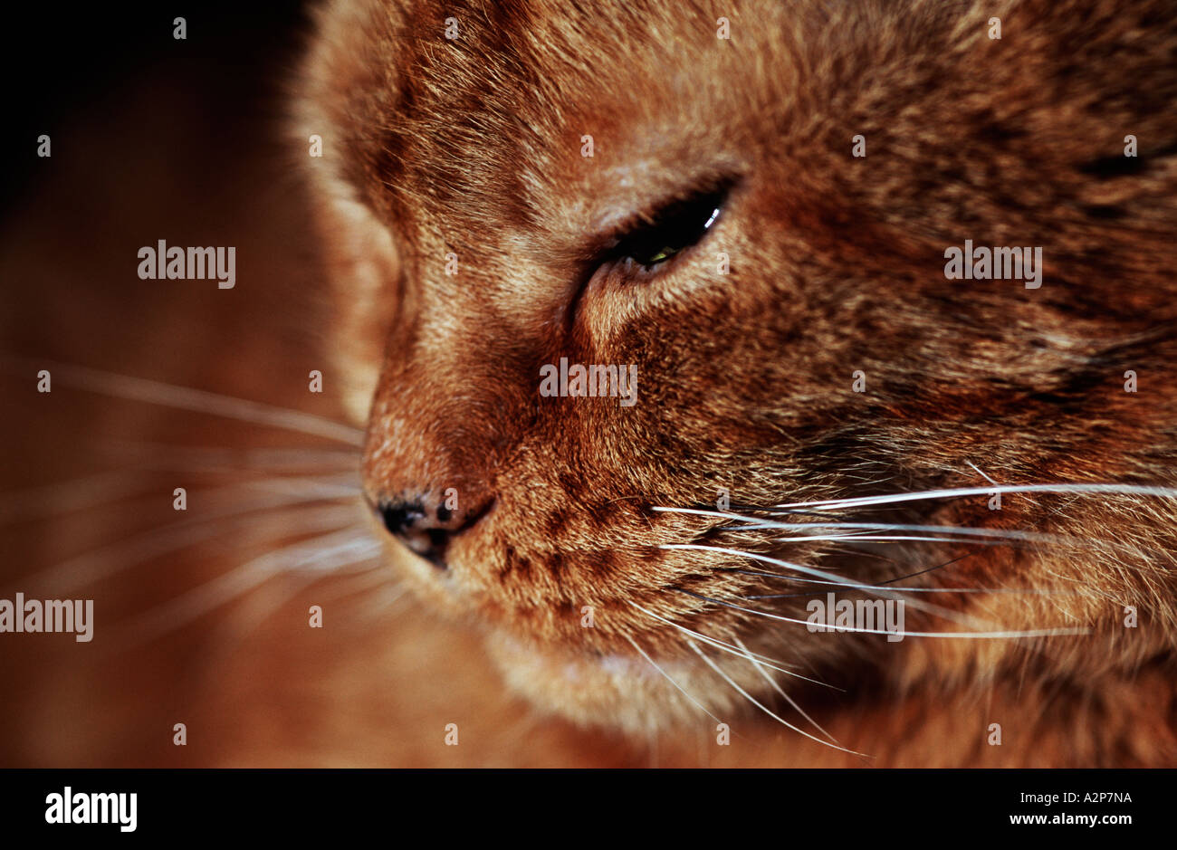 Profile of a comfortable looking ginger cat Stock Photo - Alamy