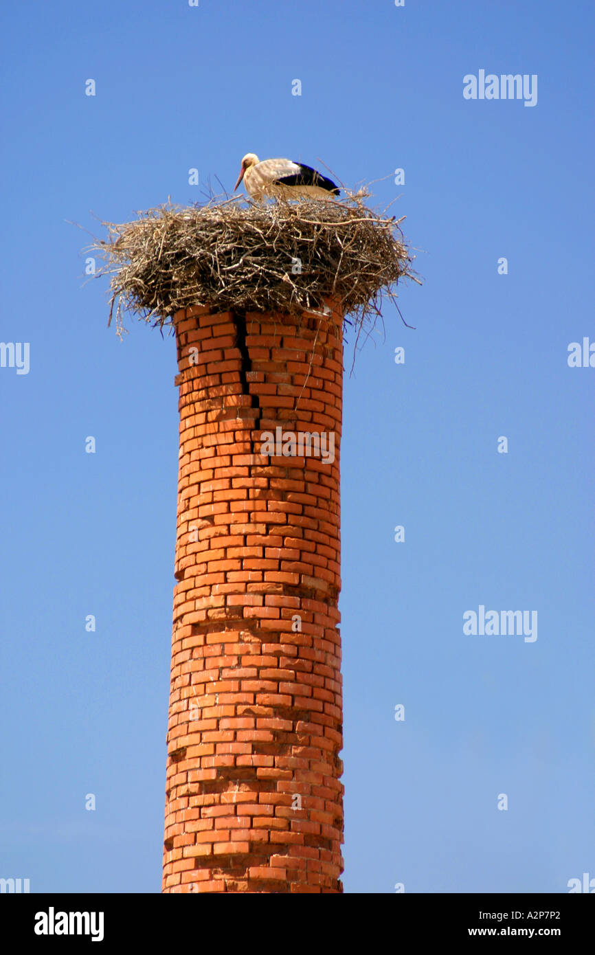 Stork in a nest on top of a brick chimney in Silves Portugal Stock ...
