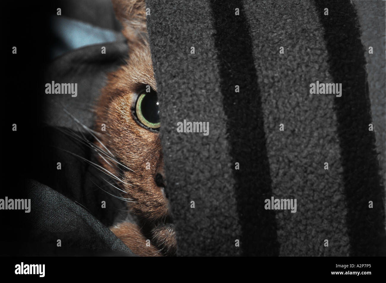 Slightly scared cat hi-res stock photography and images - Alamy