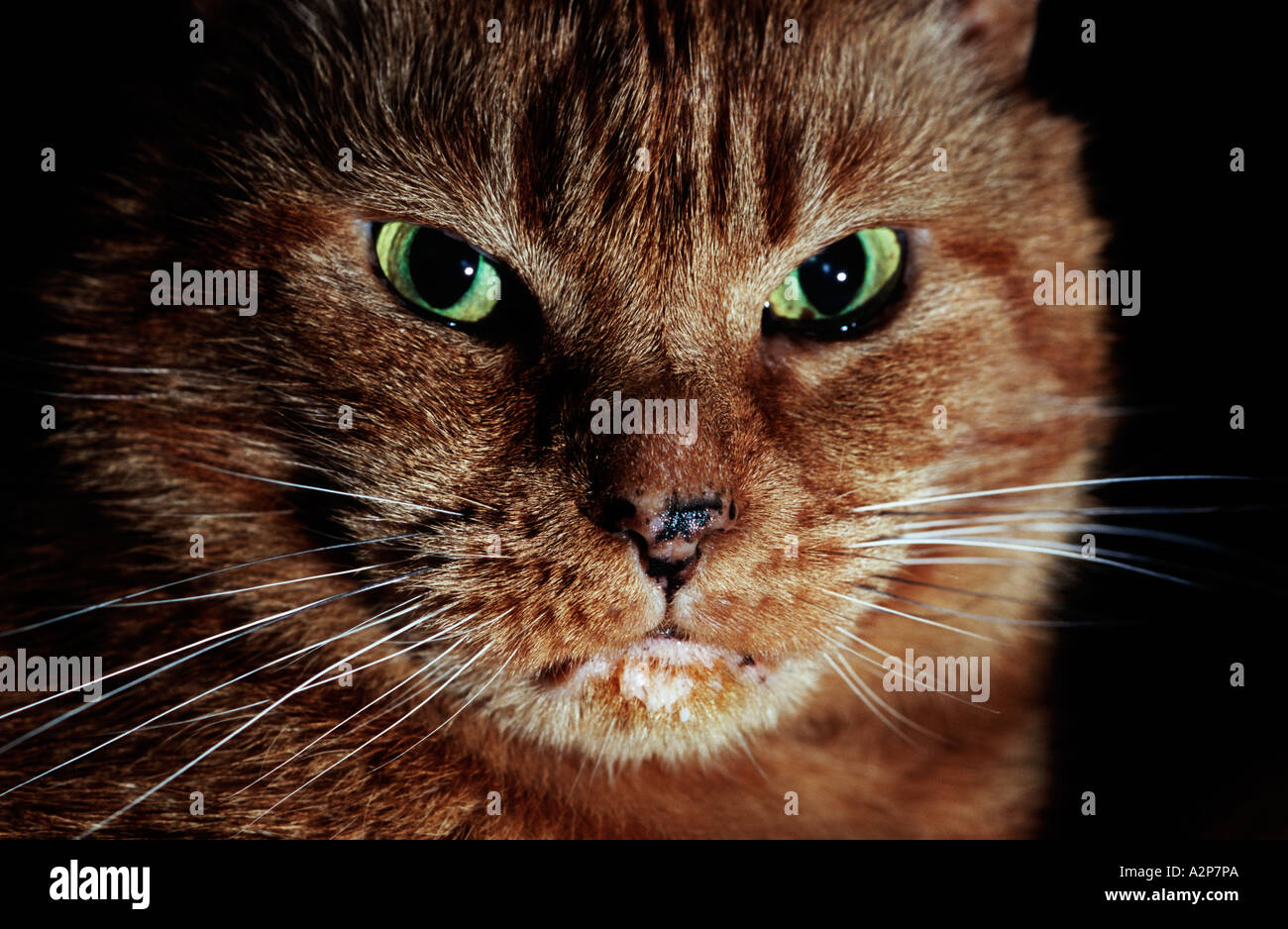 Cat and milk on face hi-res stock photography and images - Alamy