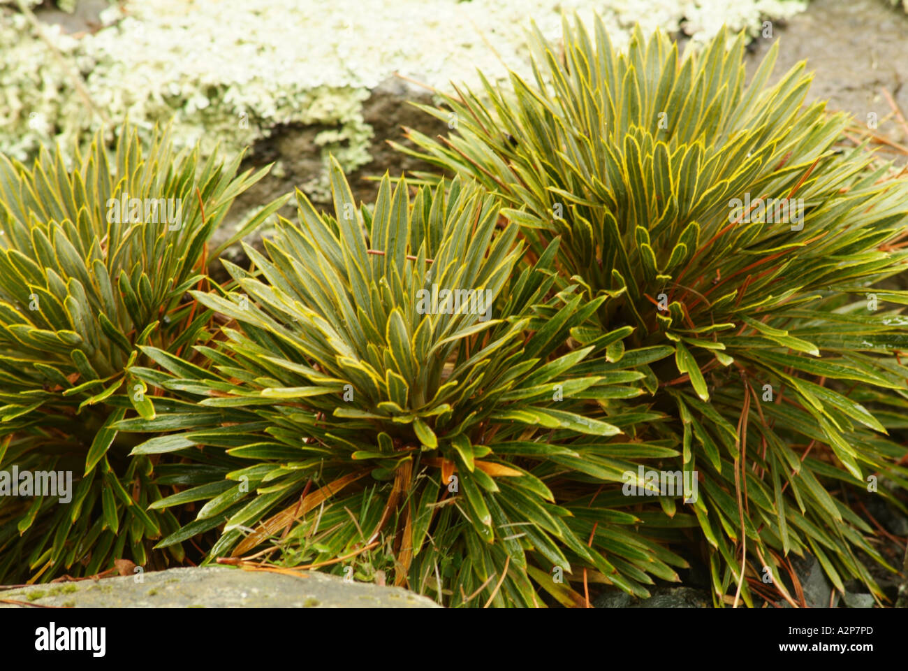 Aciphylla aciphylla hi-res stock photography and images - Alamy