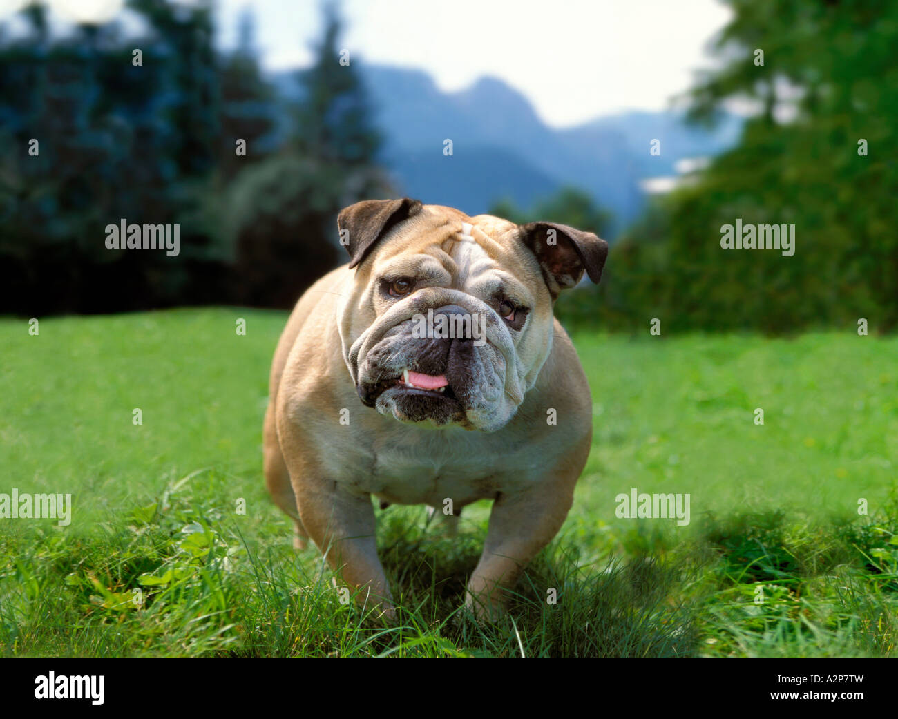 English Bulldog standing on grass with mountains on background Stock ...