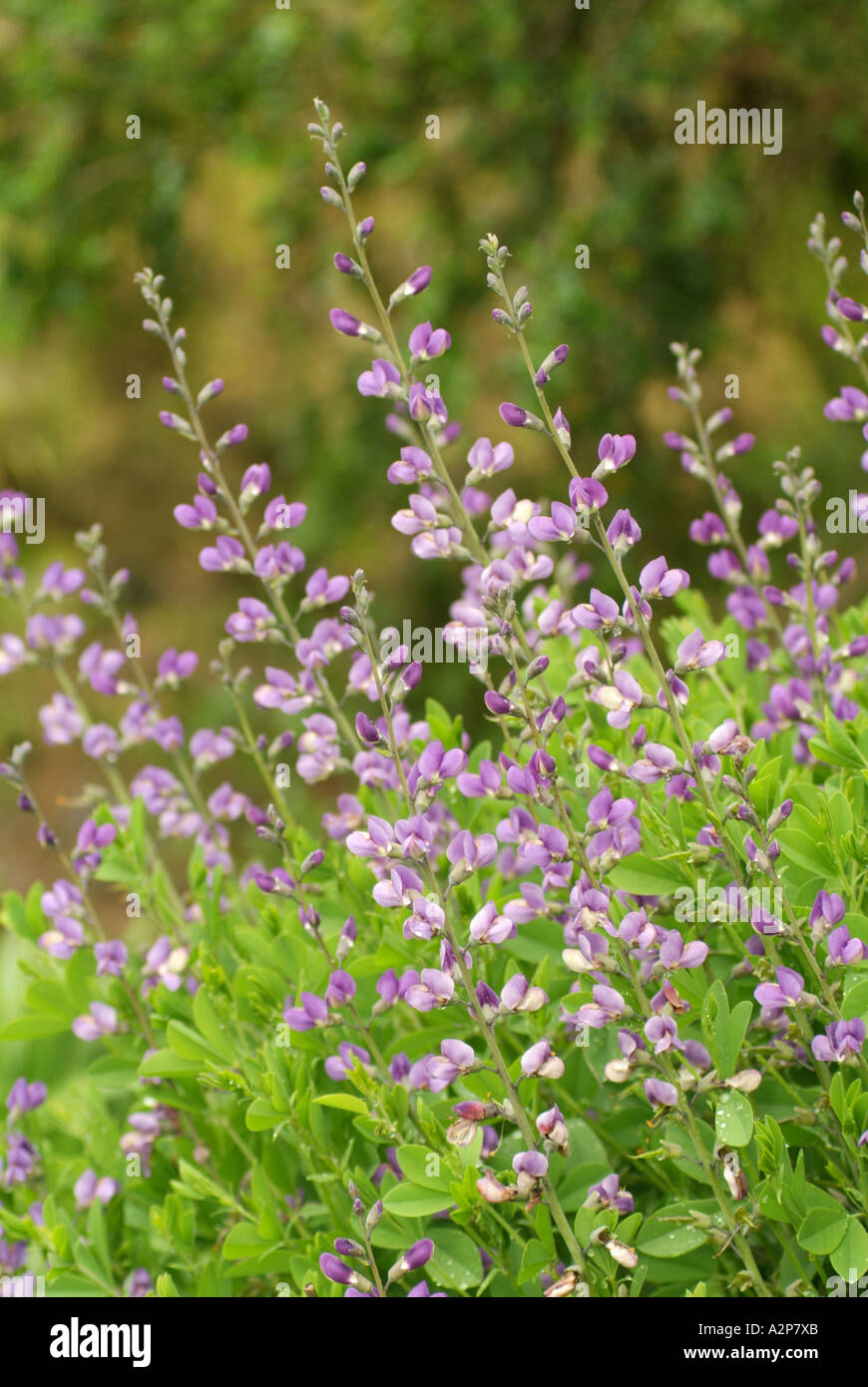 White False Indigo (Baptisia lactea), Eastern USA origin Stock Photo ...