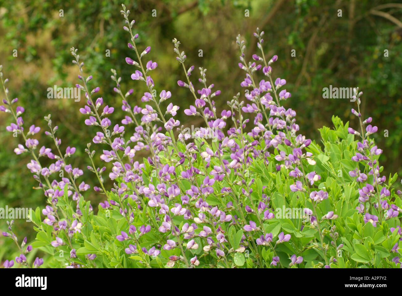 White False Indigo (Baptisia lactea), Eastern USA origin Stock Photo ...