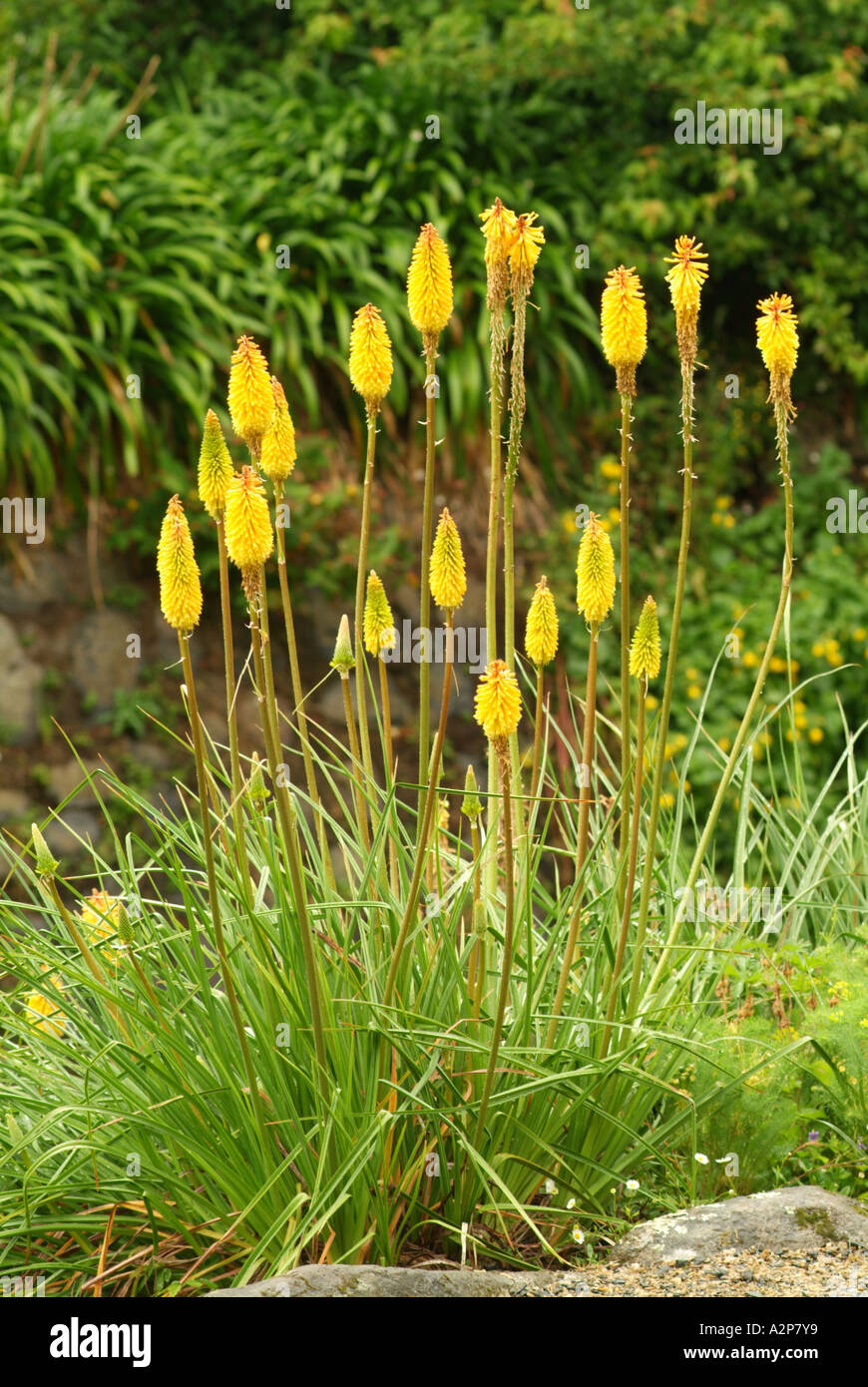 Kniphofia yellow hi-res stock photography and images - Alamy
