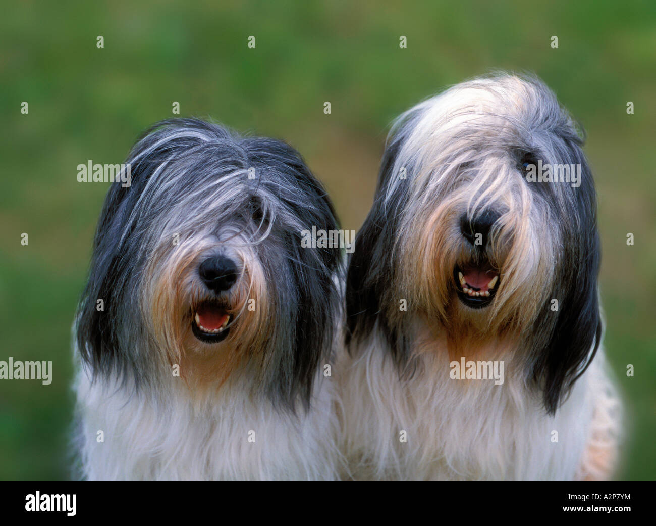 Lowland Sheepdog portraits Stock Photo - Alamy