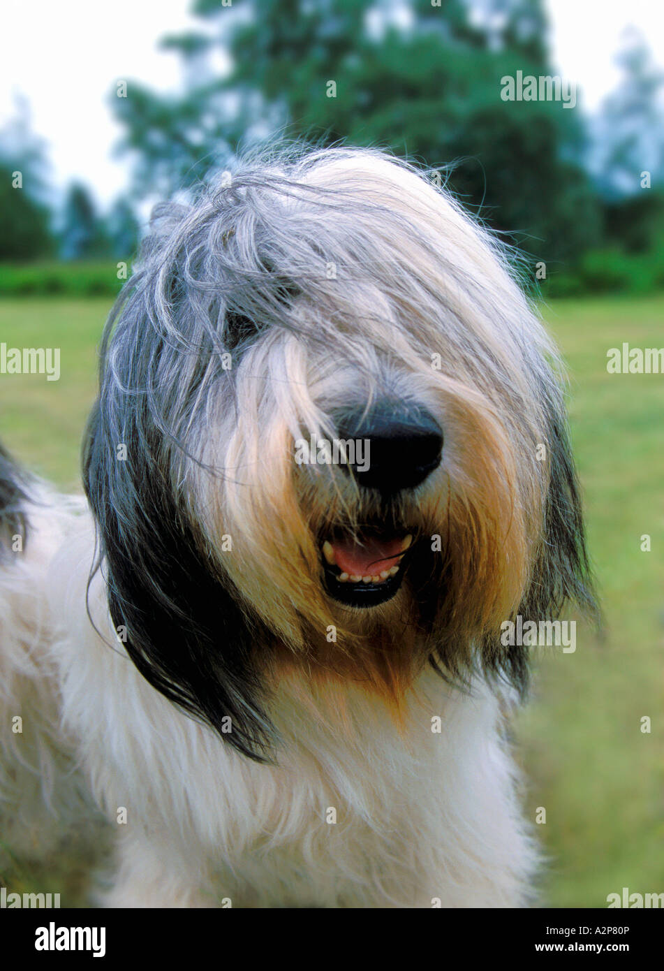 Lowland Sheepdog portrait Stock Photo - Alamy