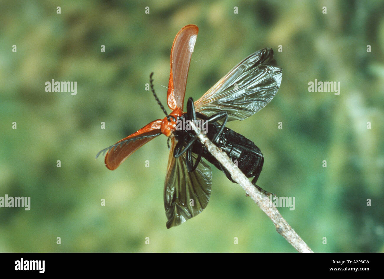 fire beetle (Pyrochroa serraticornis), landing Stock Photo - Alamy