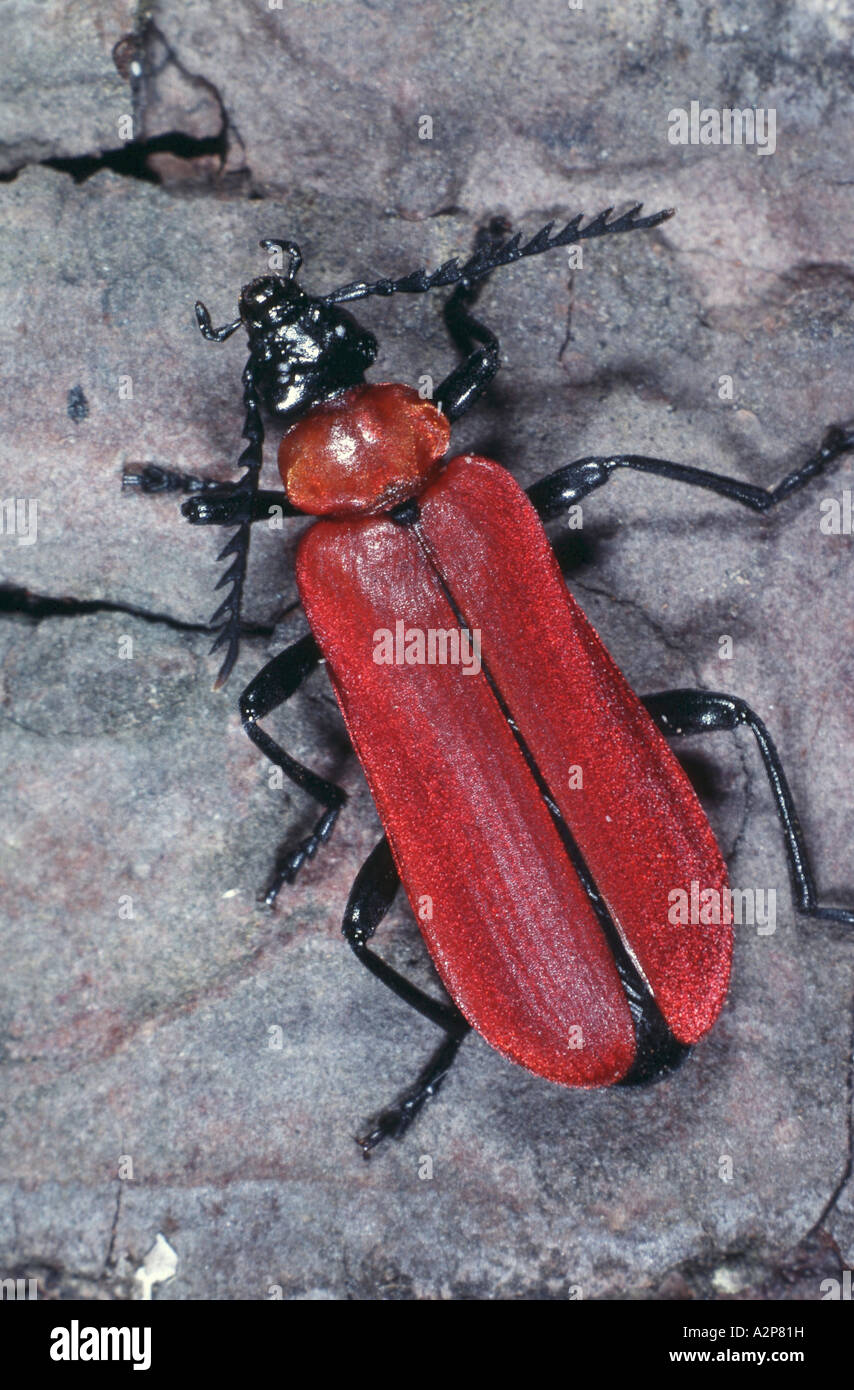 Fire colored beetles hi-res stock photography and images - Alamy