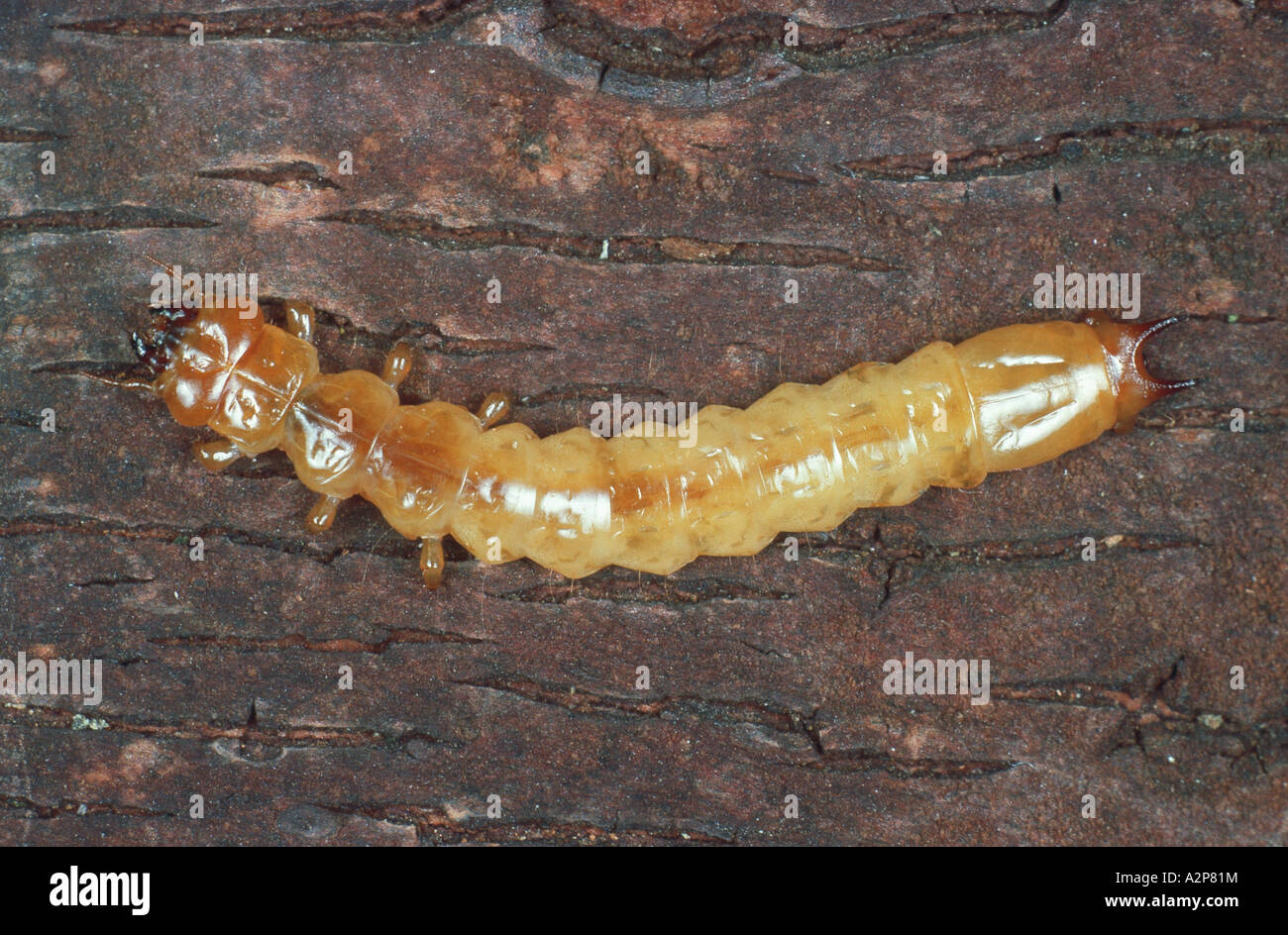 fire beetle (Pyrochroa coccinea), larva Stock Photo - Alamy