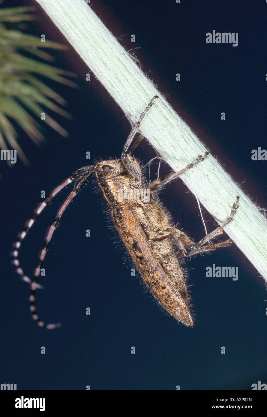thistle longhorn beetle (Agapanthia dahli), imago Stock Photo - Alamy
