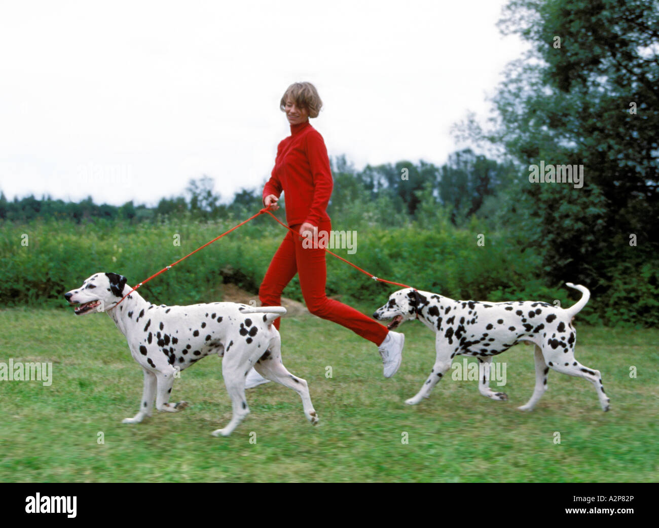 Dalmatians dogs with Woman in red running Stock Photo - Alamy