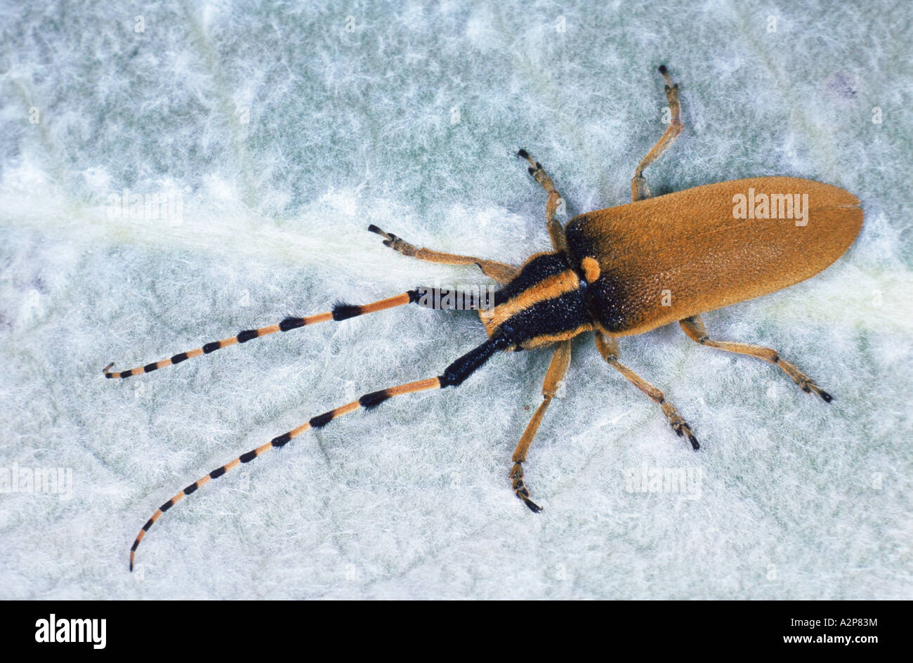 longhorn beetle, long-horned beetle (Agapanthia kirbyi), imago Stock ...