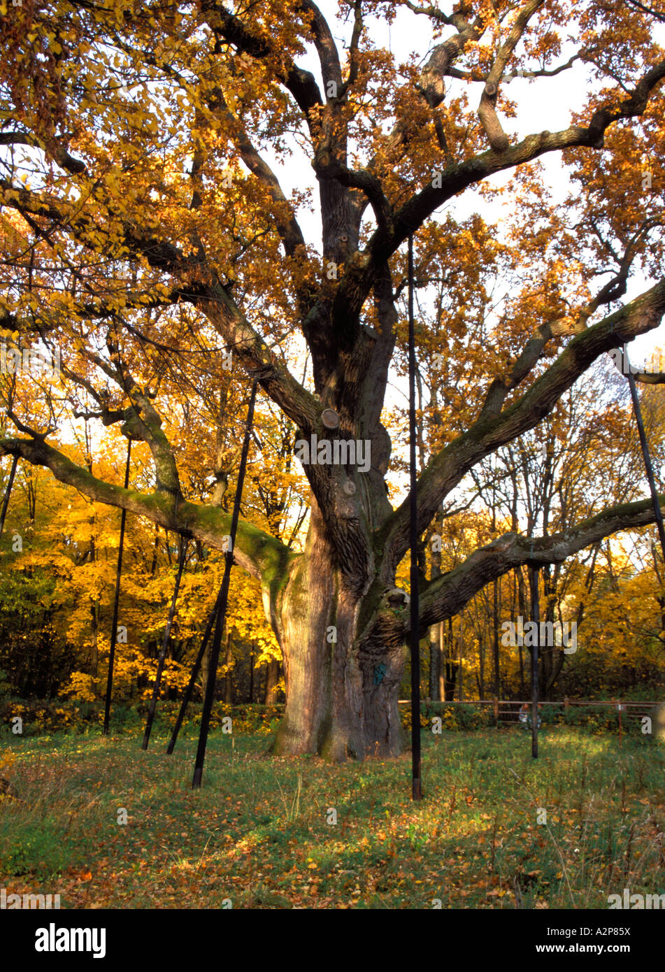 Poland The oldest oak Bartek with trunk of 9 meters Stock Photo - Alamy