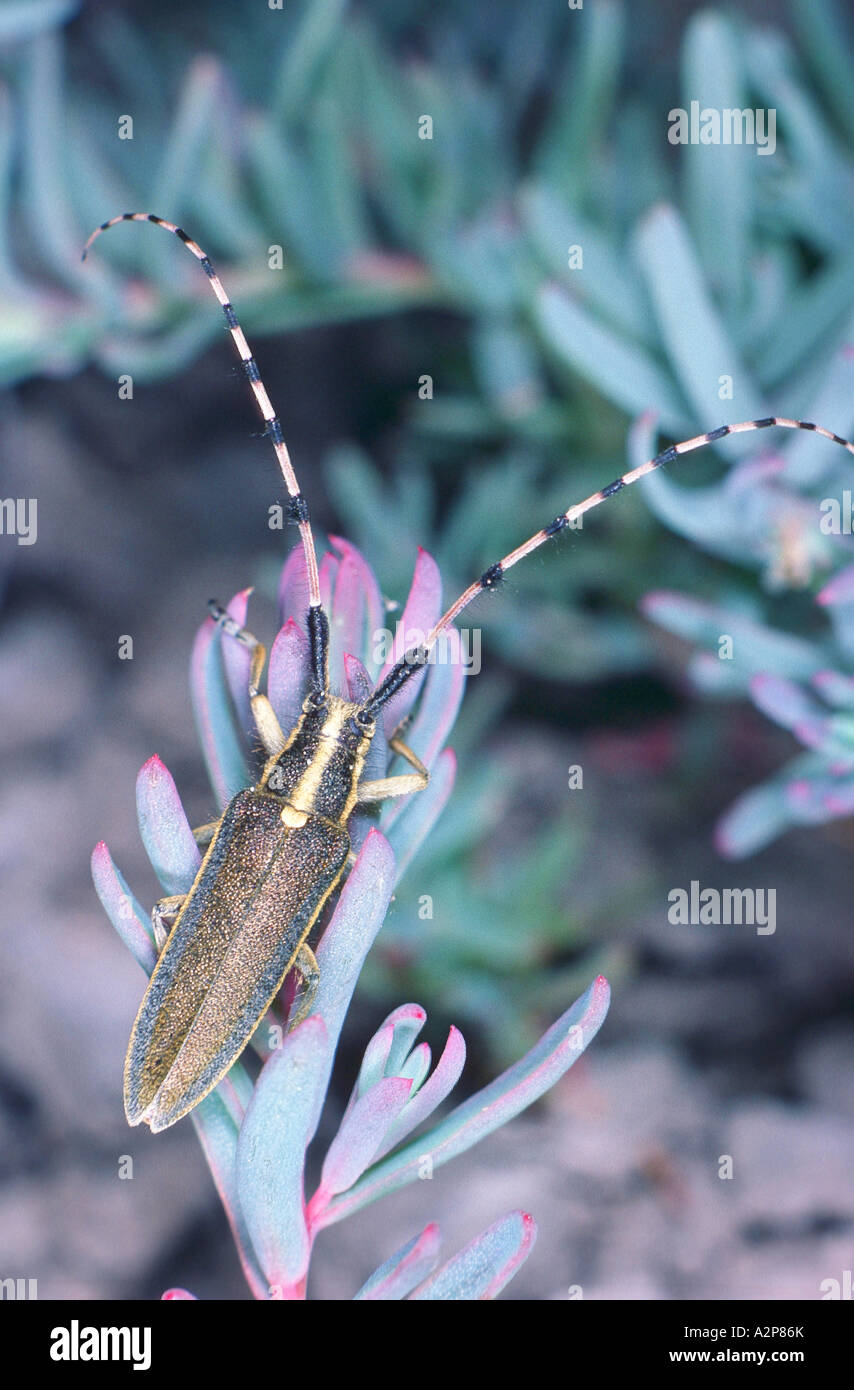 thistle longhorn beetle (Agapanthia lateralis), imago Stock Photo - Alamy