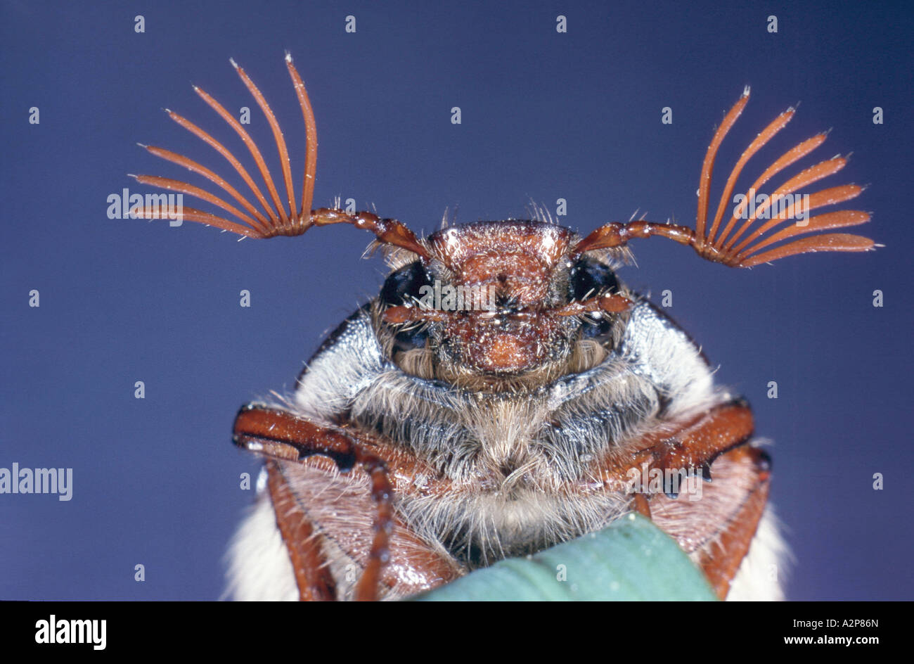 common cockchafer, maybug (Melolontha melolontha), portrait, male Stock ...
