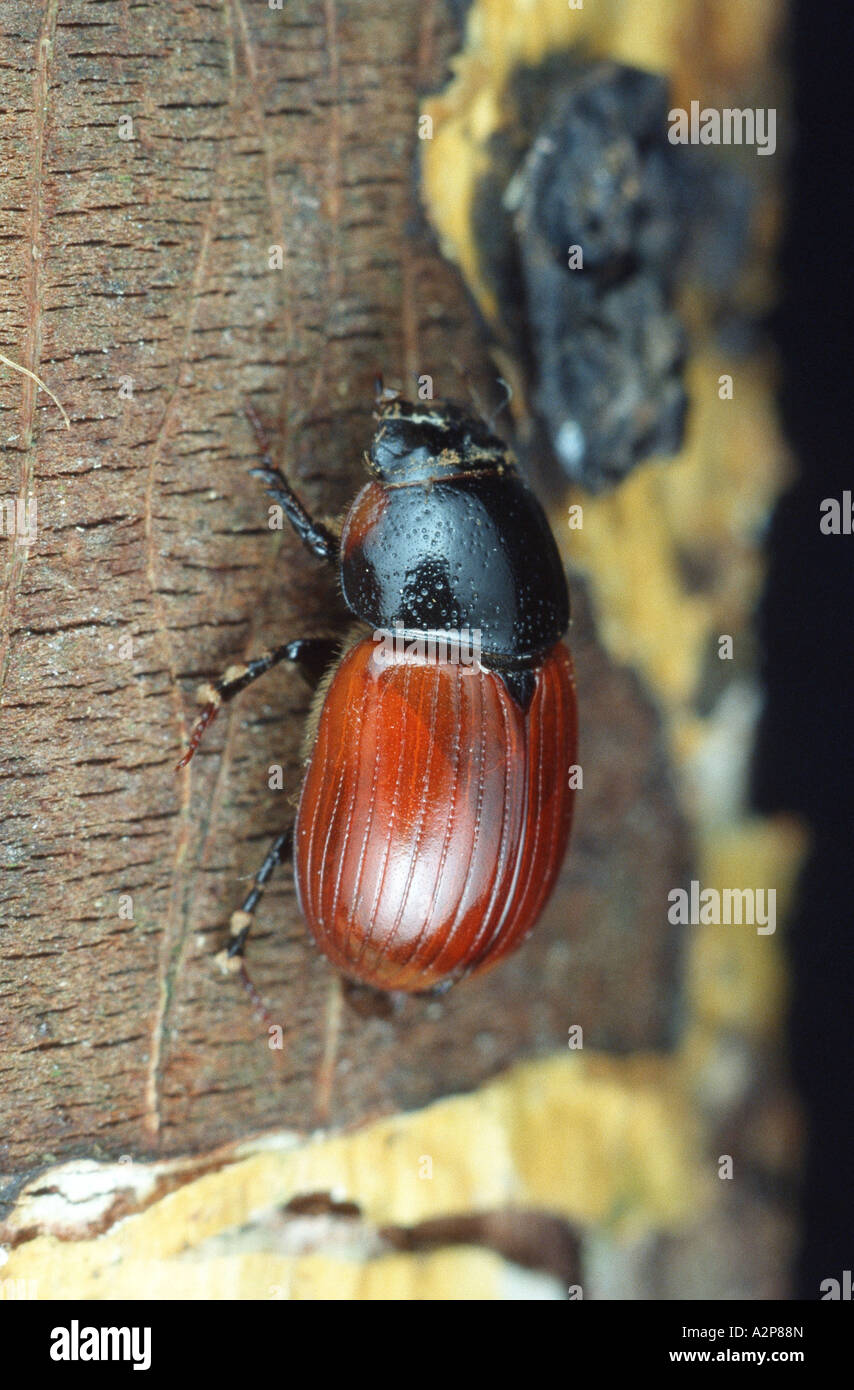 Dung beetle aphodius fimetarius hi-res stock photography and images - Alamy