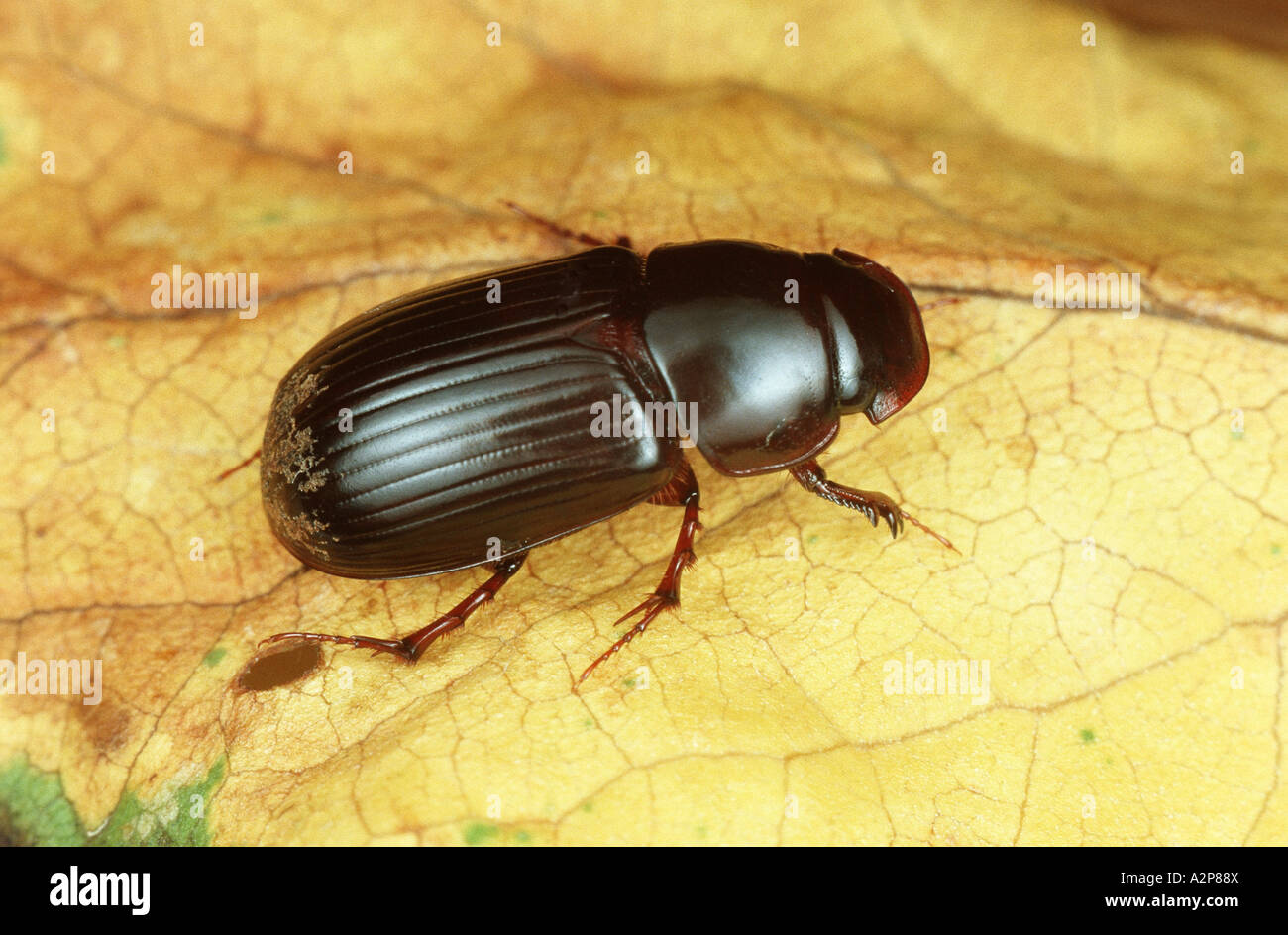 dung beetle (Aphodius rufipes), imago Stock Photo - Alamy