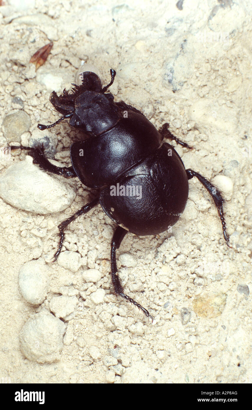 dung beetle (Lethrus apterus), imago Stock Photo - Alamy