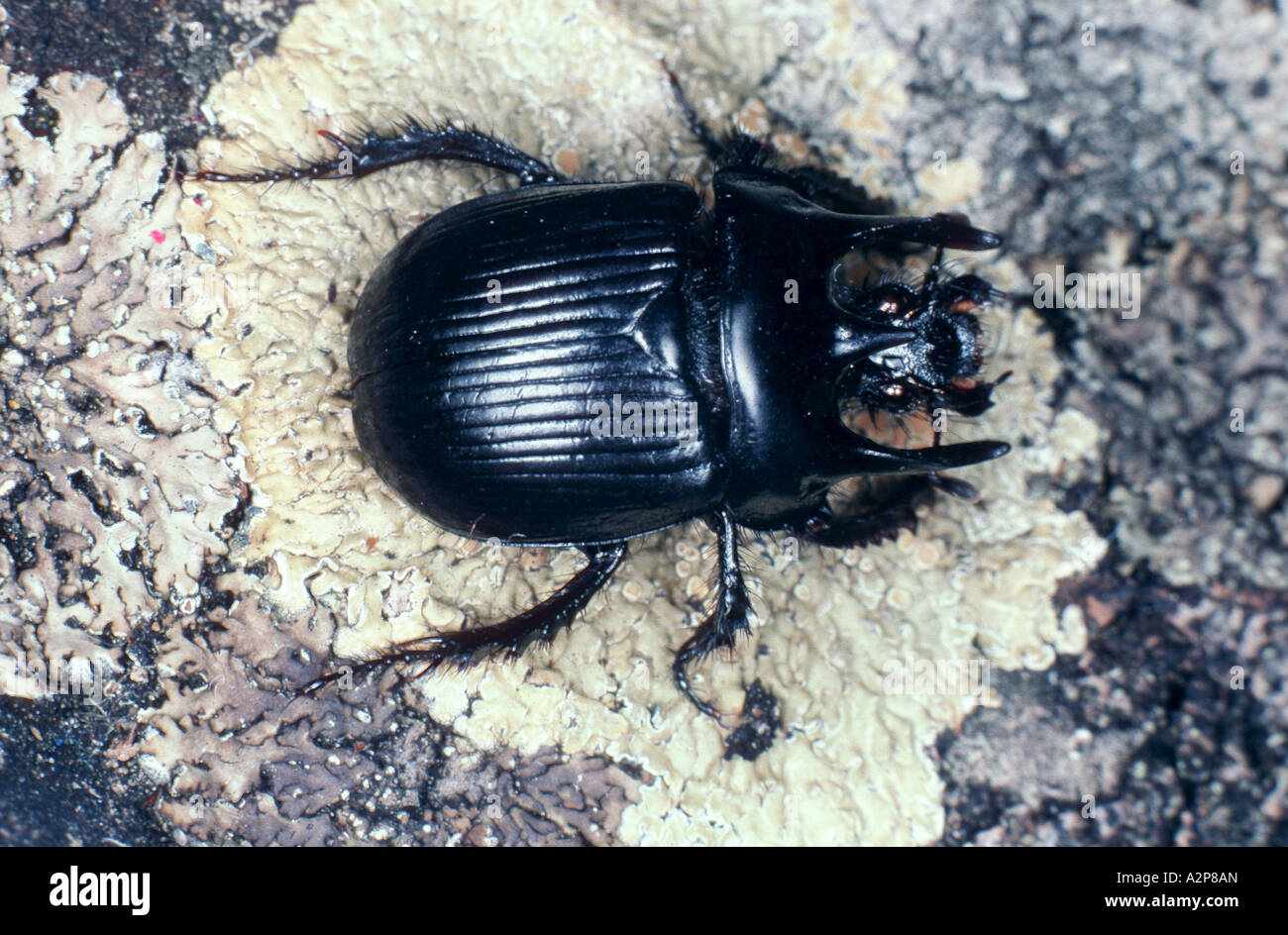 minotaur beetle (Typhoeus typhoeus), imago Stock Photo - Alamy