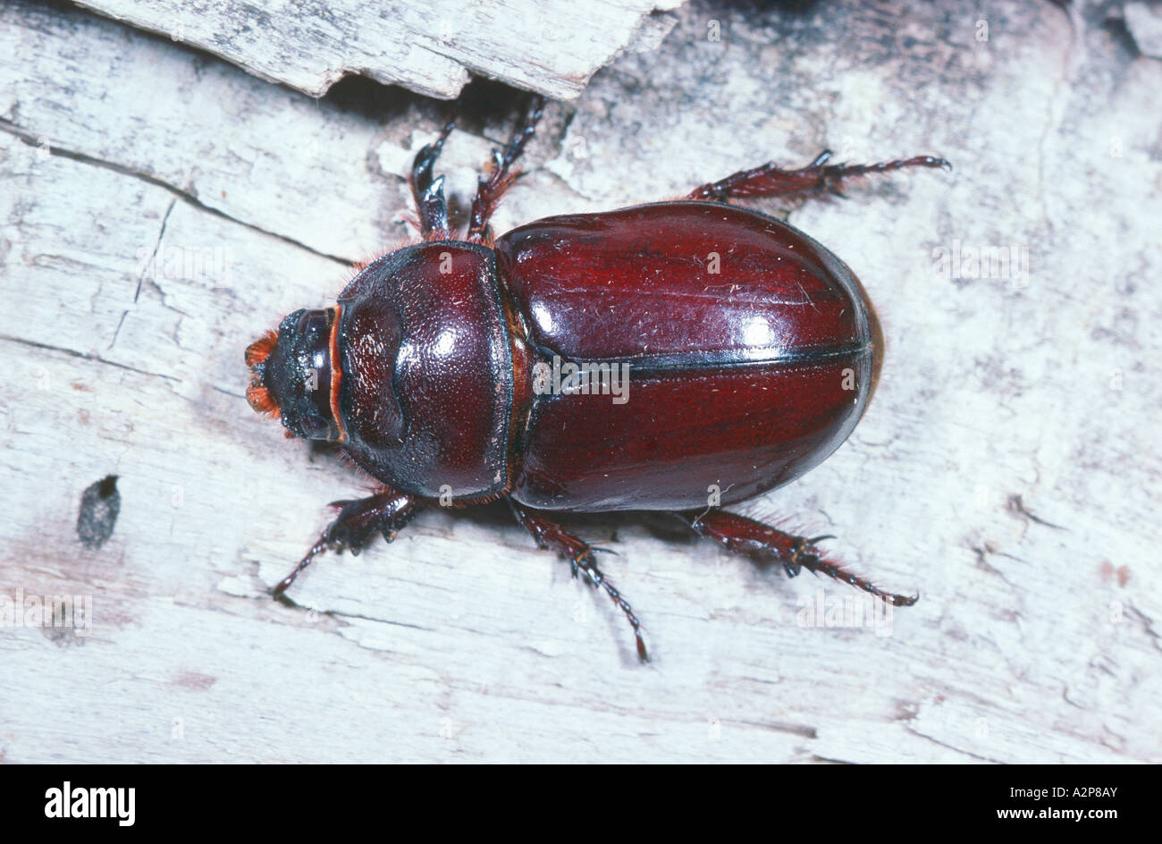 European rhinoceros beetle (Oryctes nasicornis), female Stock Photo - Alamy