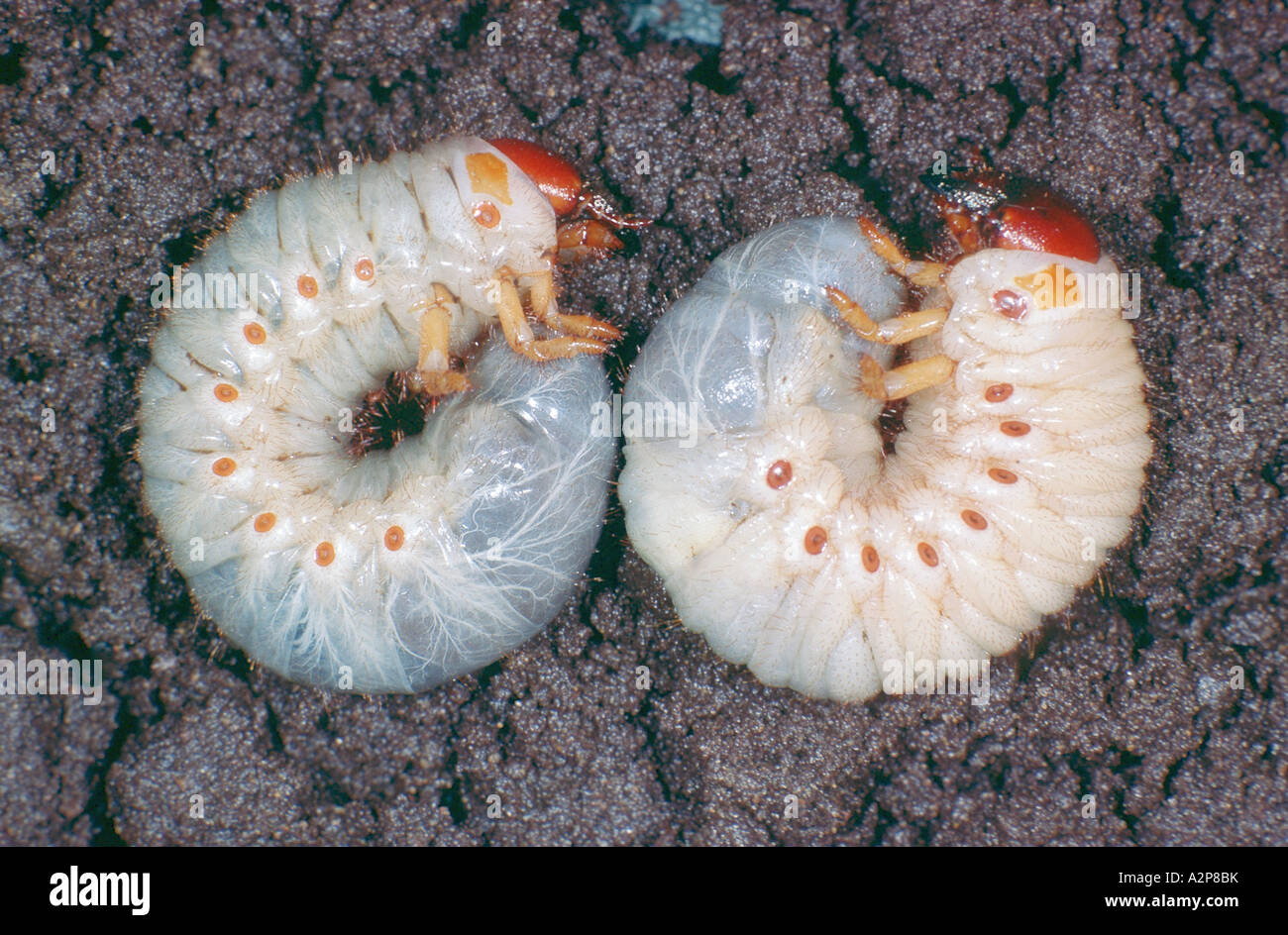 European rhinoceros beetle larva larvae hi-res stock photography and images - Alamy