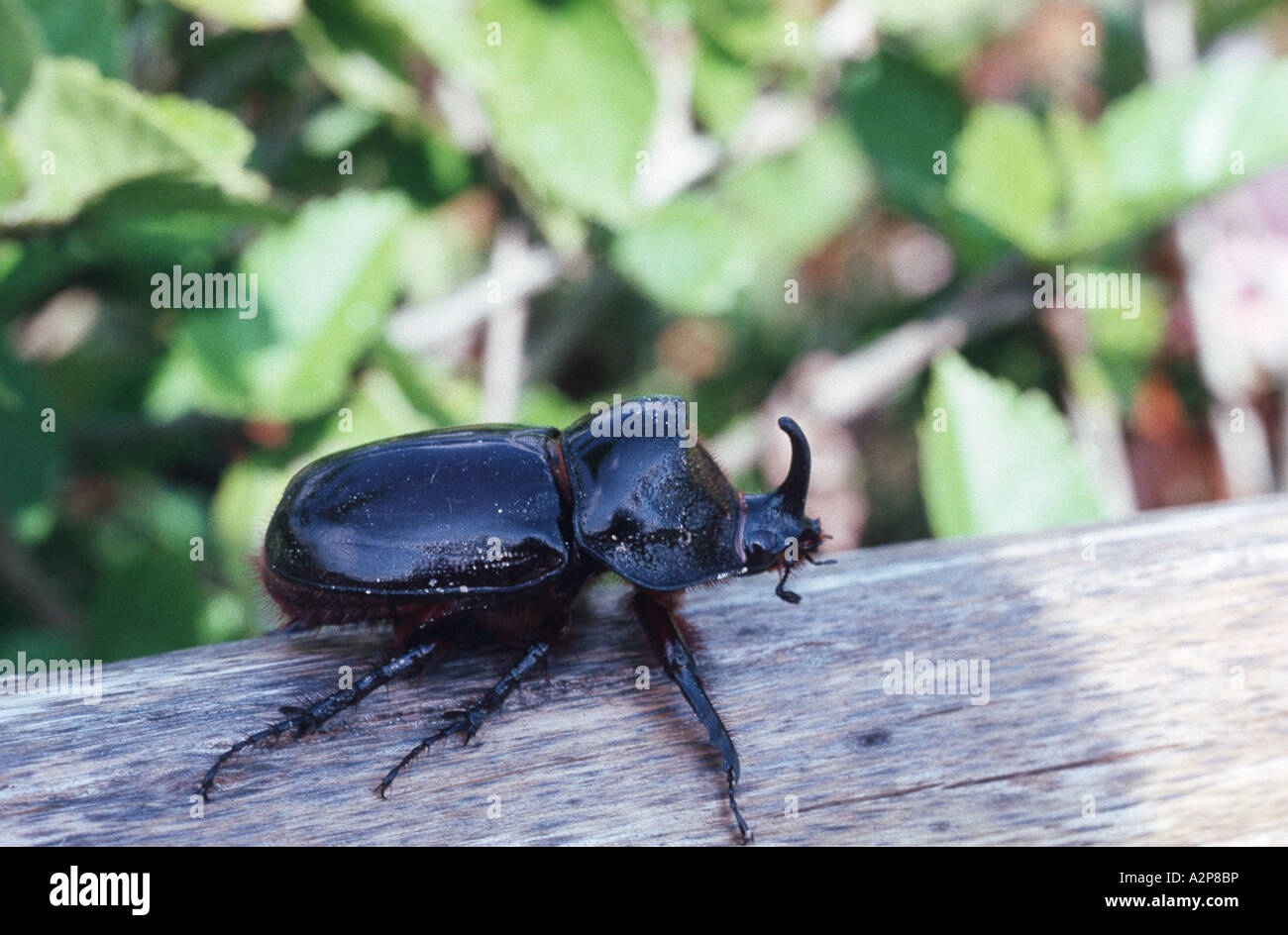 rhinoceros beetle (Dynastidae), imago, Guatemala Stock Photo - Alamy