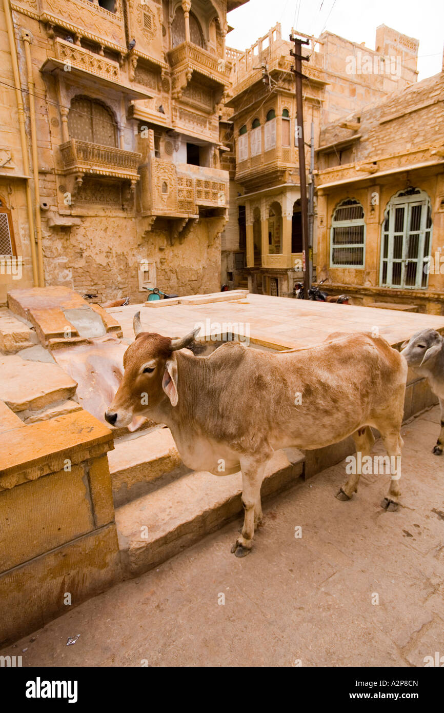 India Rajasthan Jaisalmer Fort cows at old stone dhobi square where ...
