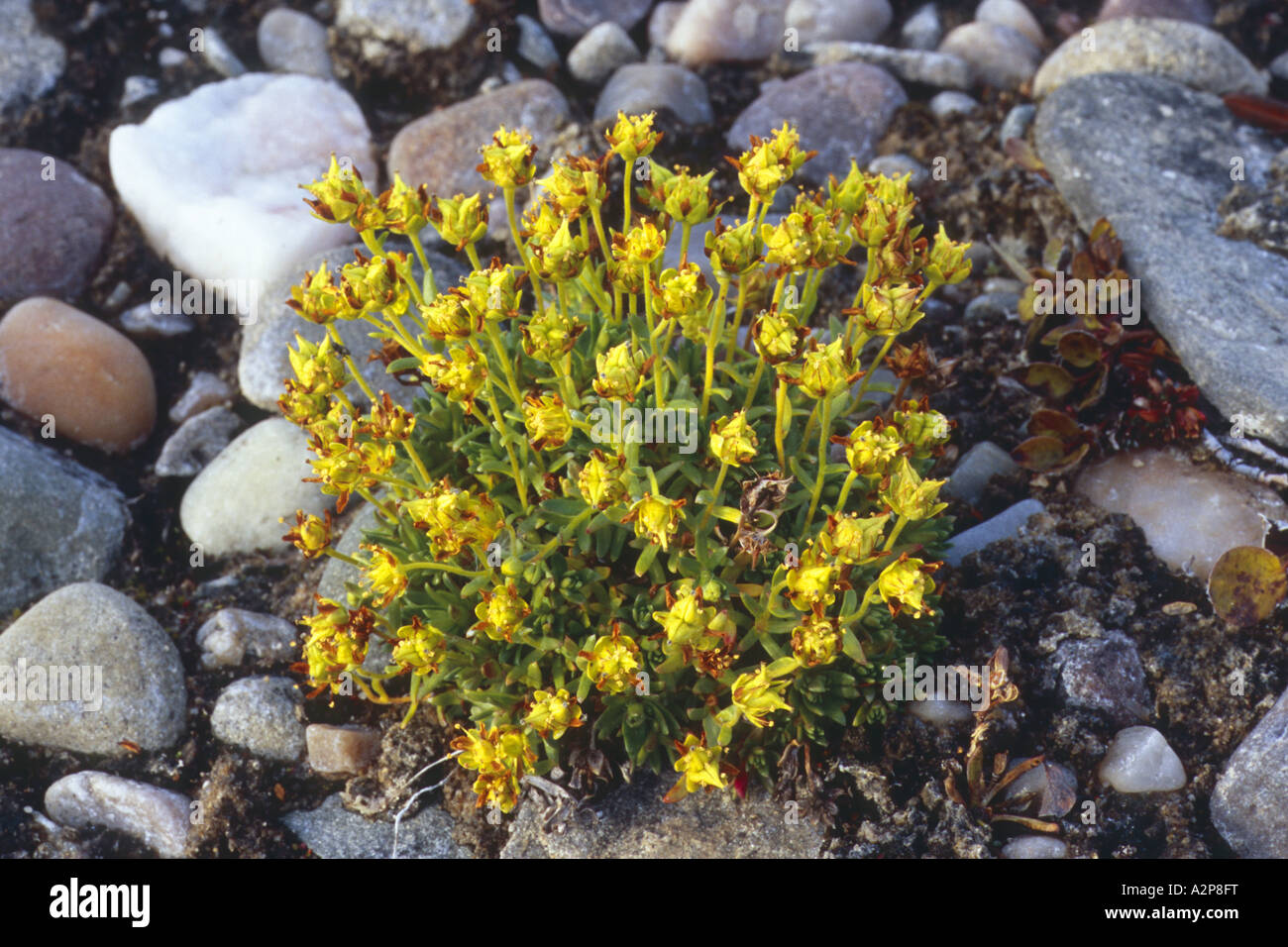 yellow saxifrage, yellow mountain saxifrage, evergreen saxifrage ...