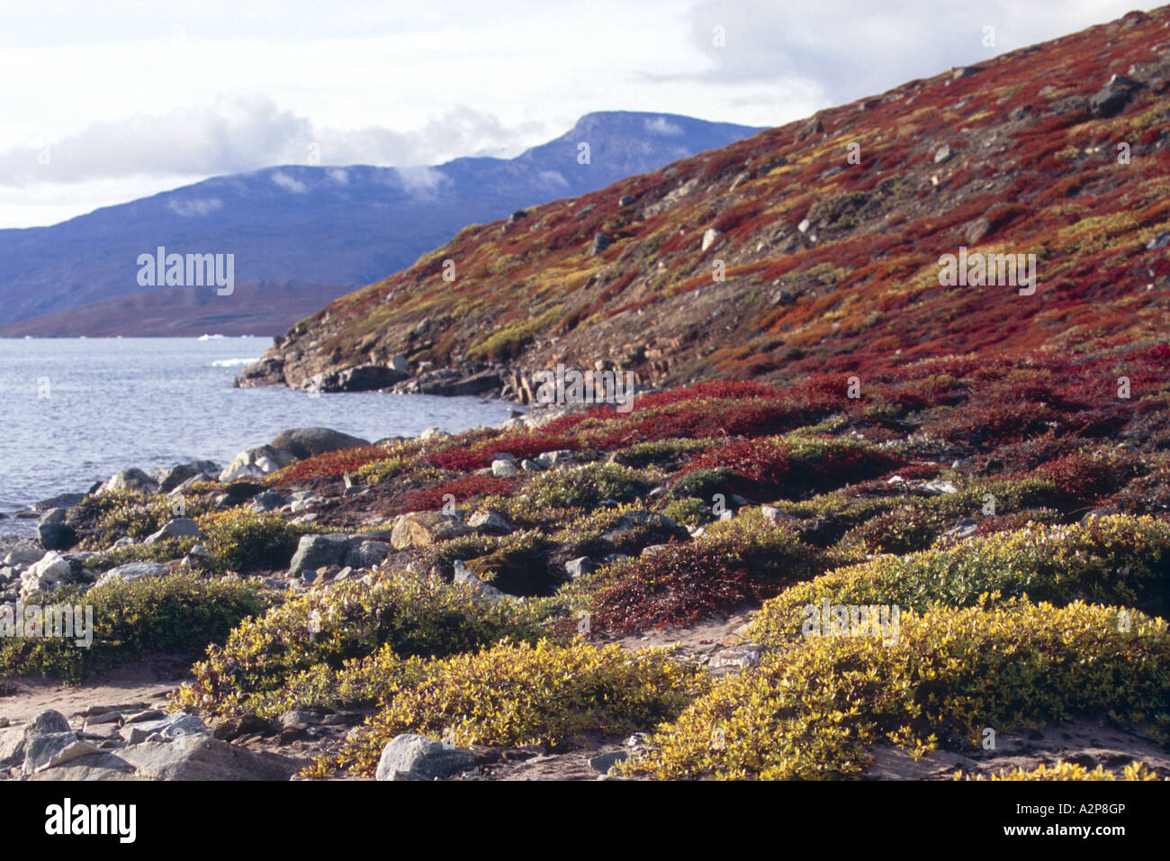 Arctic Willow (salix arctica), autumnal tundra landscape at Harefjord ...