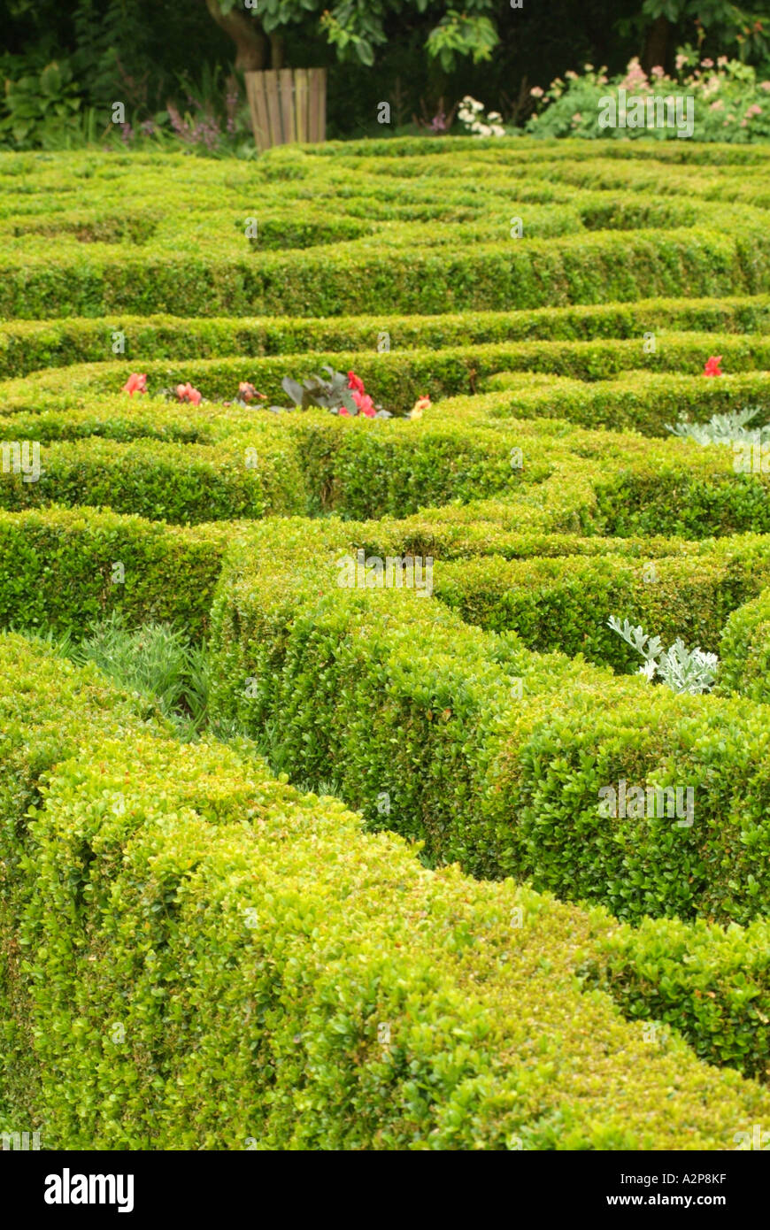 Hedge maze topiary Stock Photo - Alamy