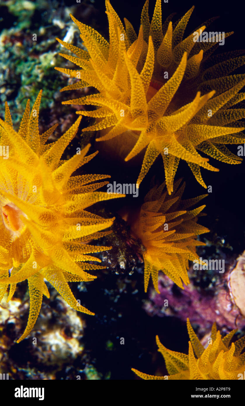 Orange Sun Coral polyps (Tubastraea faulkneri), near Minjanga Island ...