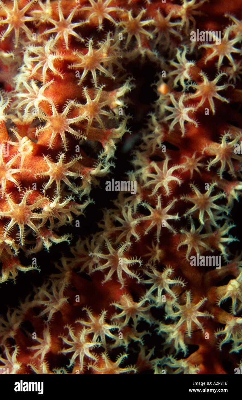 Octocoral polyps (Alcyonaria Order), near Minjanga Island, Morovo ...