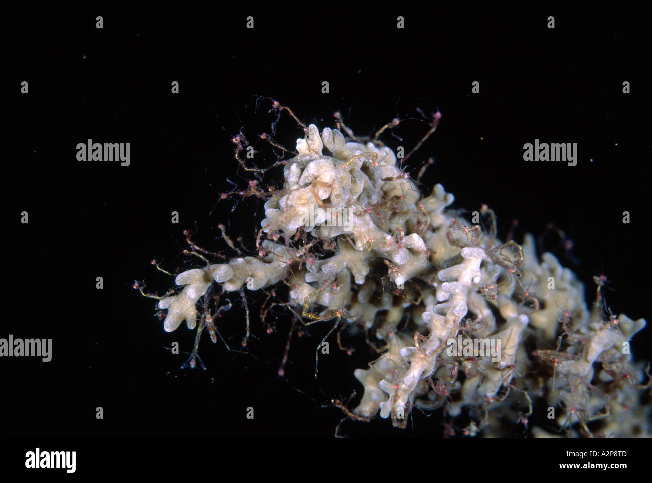 Skeleton shrimp caprella sp hi-res stock photography and images - Alamy