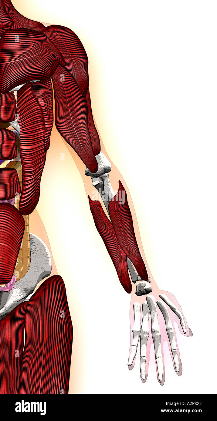 muscles of the human body Stock Photo - Alamy