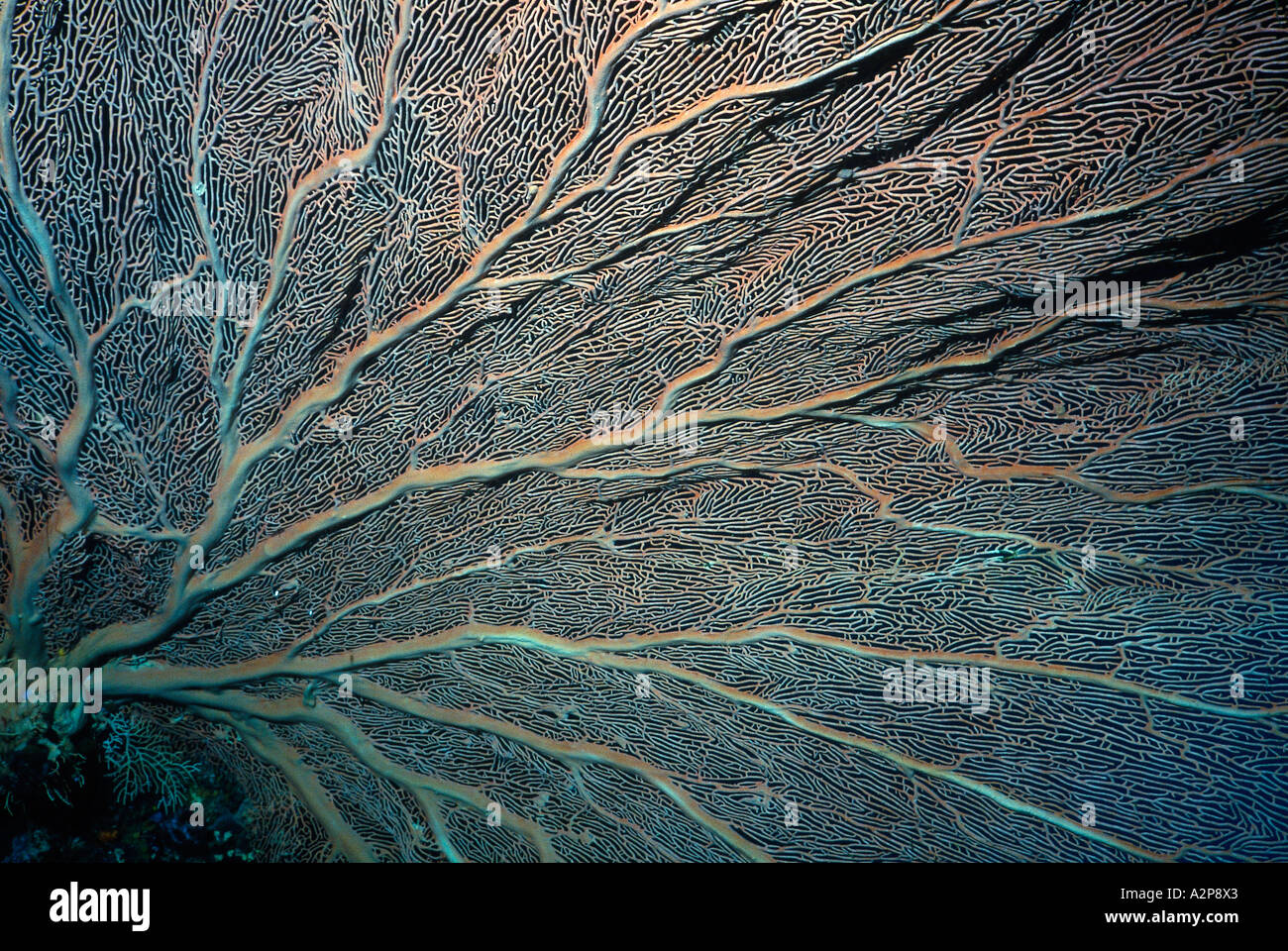 Gorgonian Sea Fan (Annella mollis), Nggela Sule Island, Floridas ...
