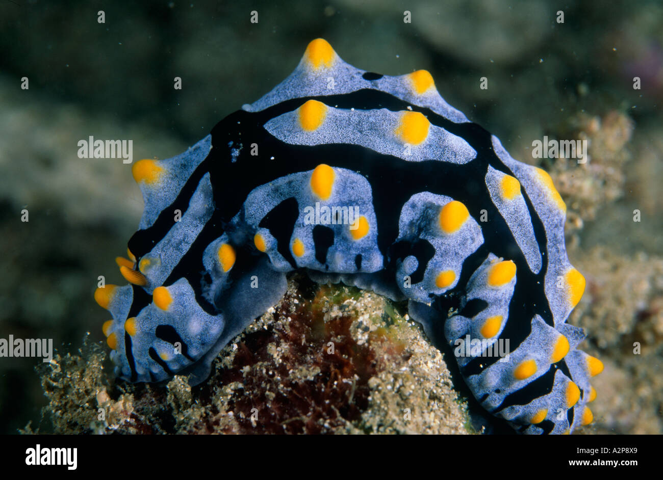 Varicose Phyllidia Nudibranch (Phyllidia varicosa) with yellow ...