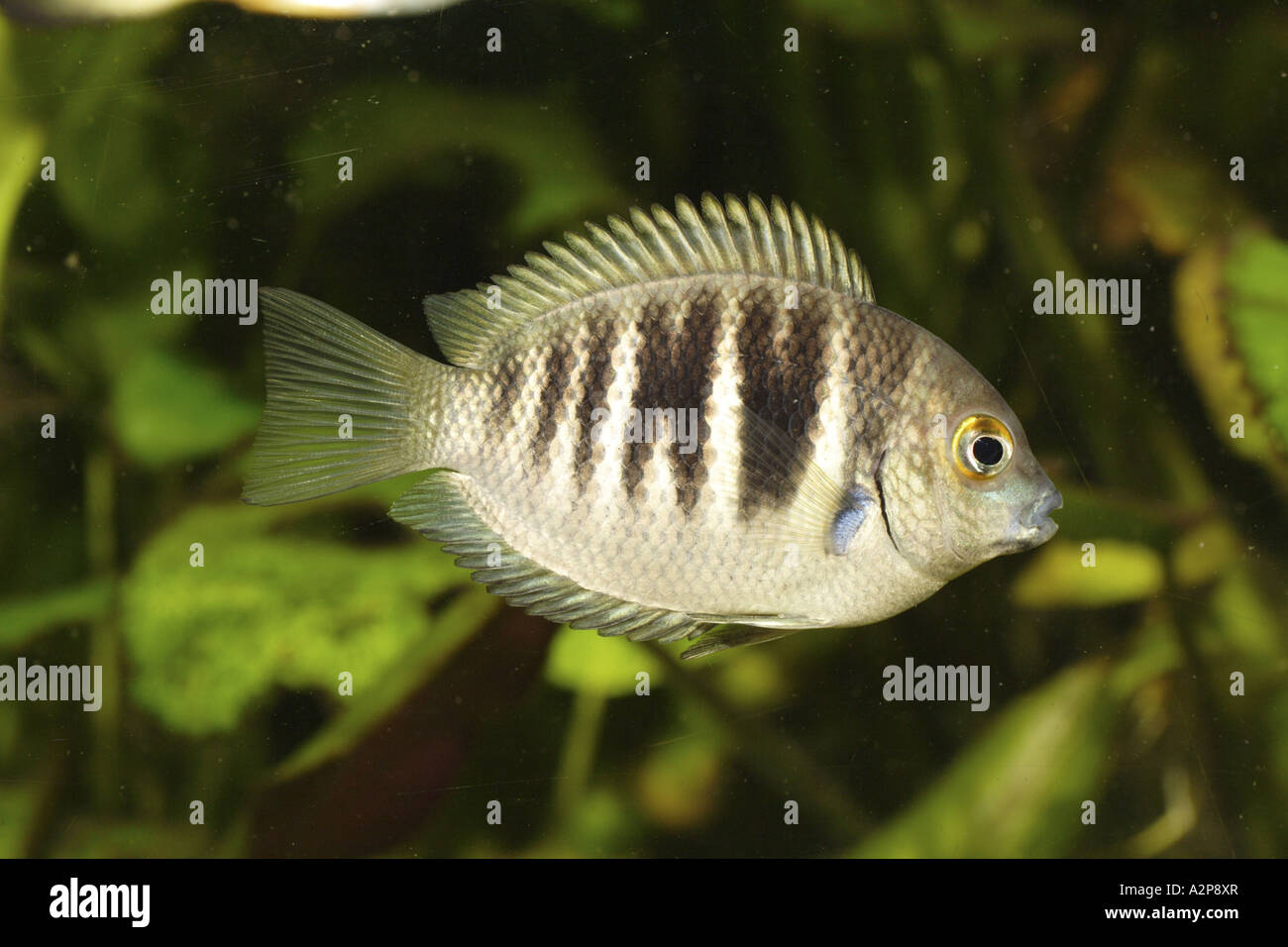 banded chromide (Etroplus caranensis Stock Photo - Alamy